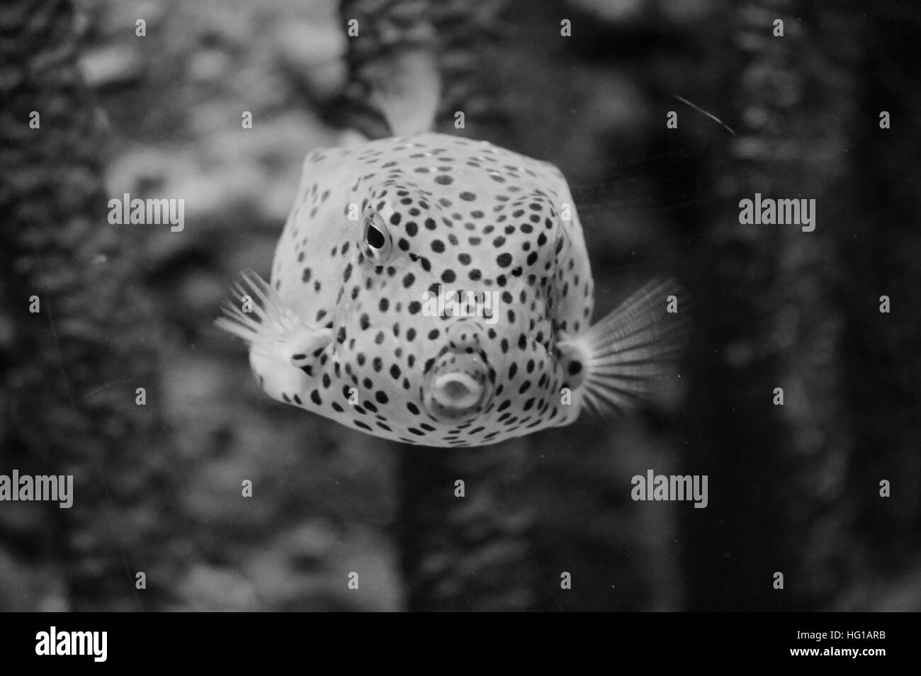 Kiss lips Black and White Stock Photos & Images - Alamy