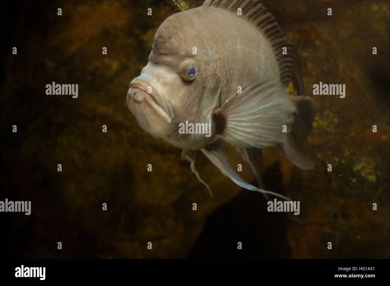 Gray cichlid hi-res stock photography and images - Alamy