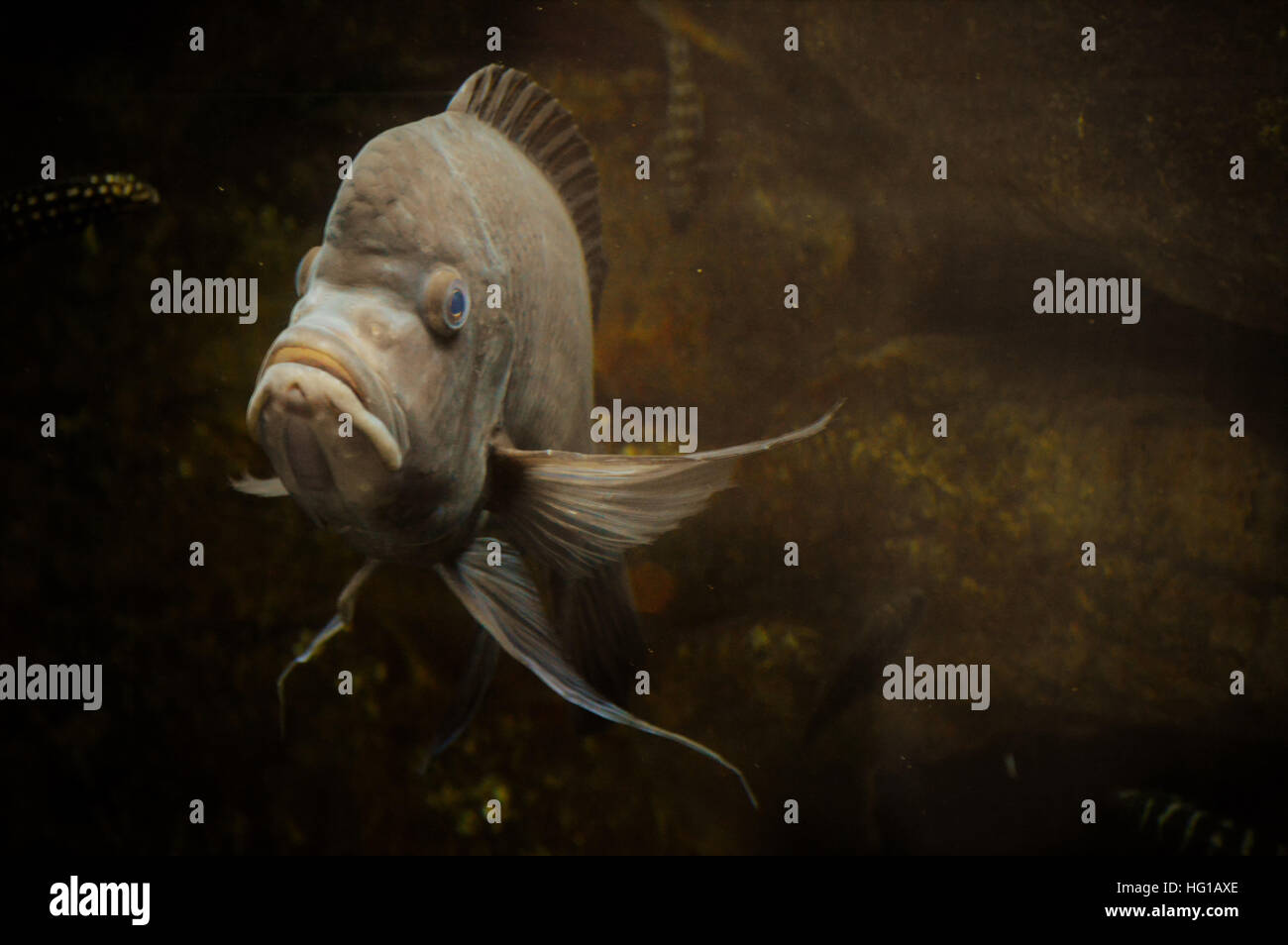 Gray cichlid hi-res stock photography and images - Alamy