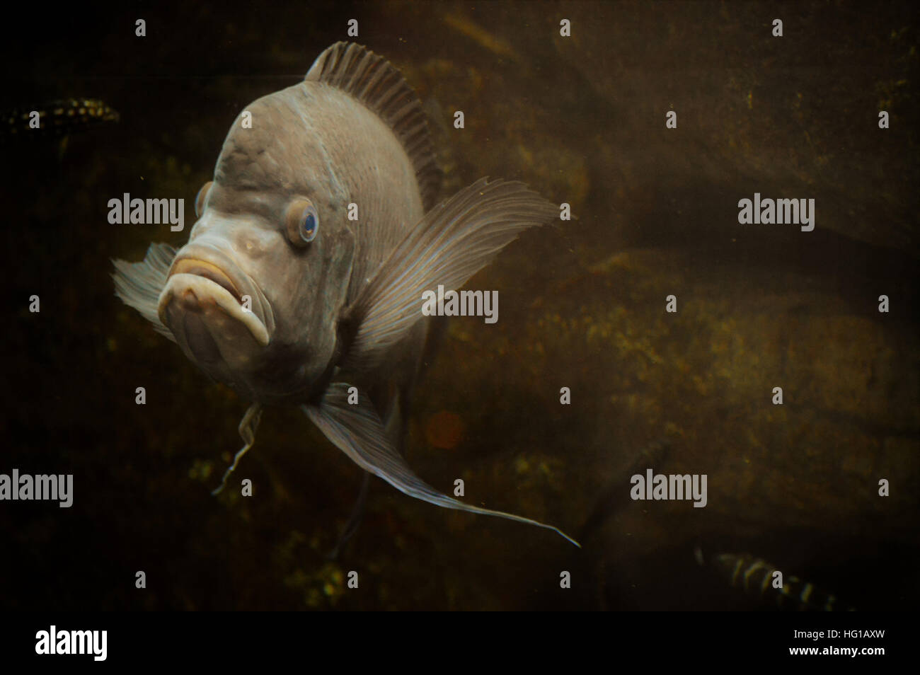 Gray cichlid hi-res stock photography and images - Alamy