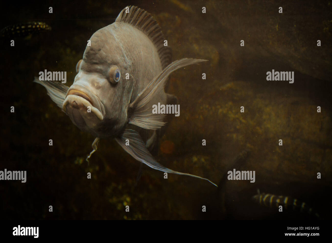 Gray cichlid hi-res stock photography and images - Alamy