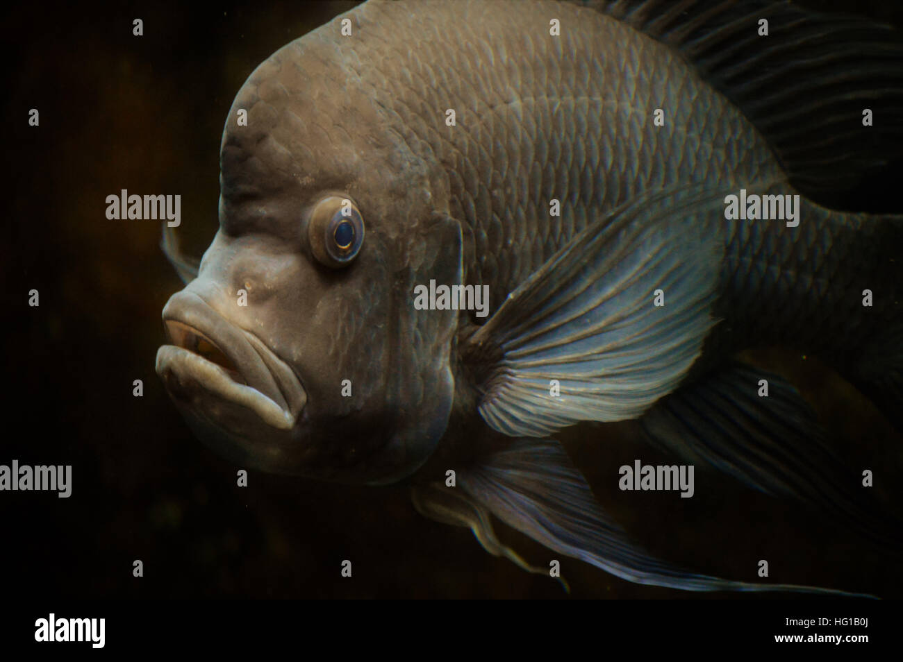 Gray cichlid hi-res stock photography and images - Alamy