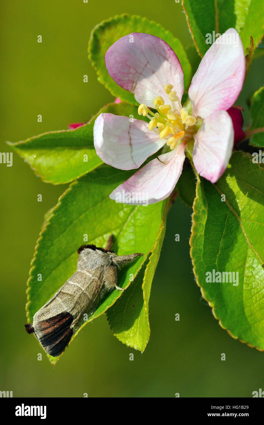Chocolate-tip (Clostera curtula) moth resting on a apple tree Stock ...