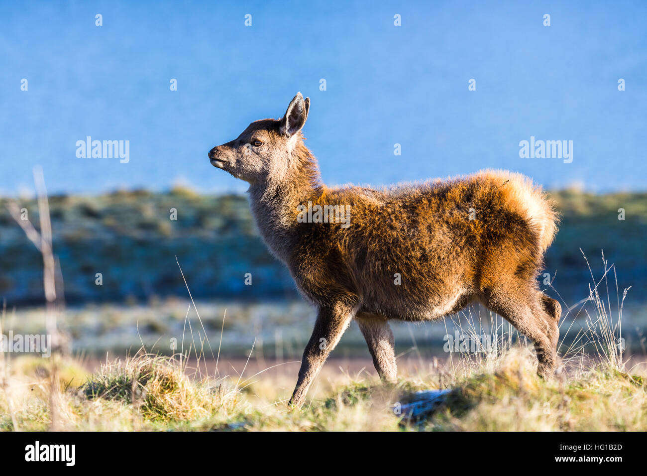 Tatton park deer hi-res stock photography and images - Alamy