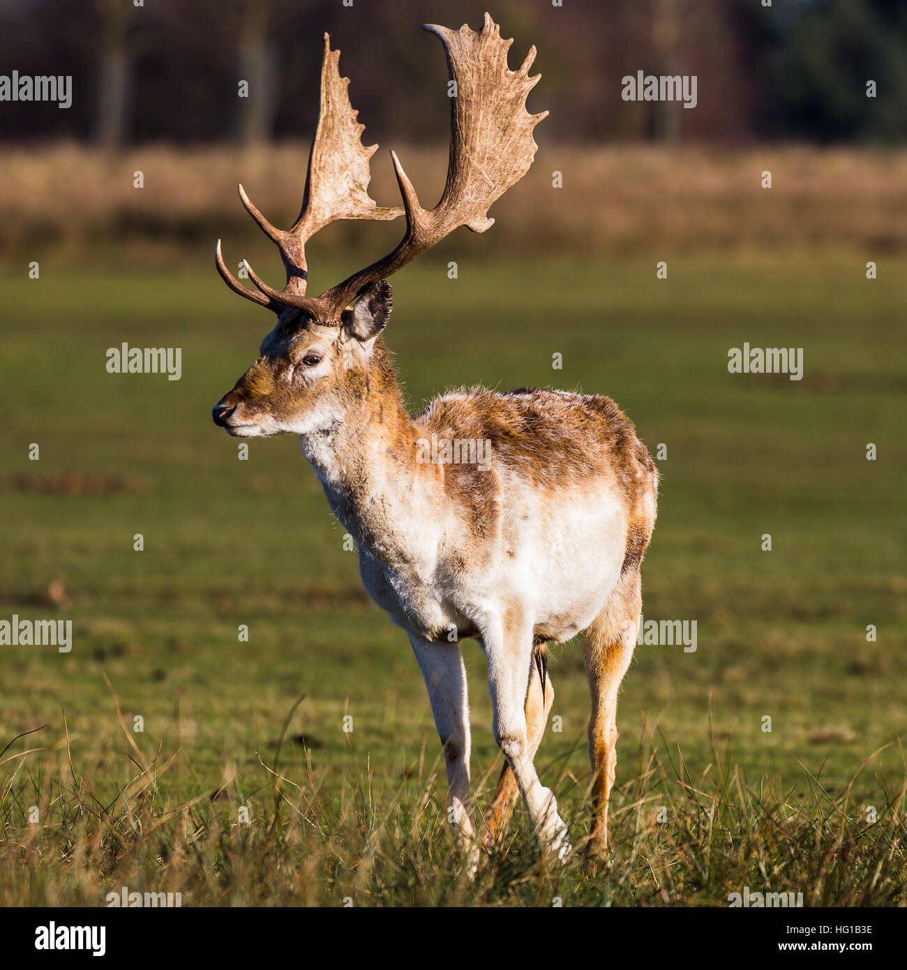 Tatton Park Deer Stock Photos & Tatton Park Deer Stock Images - Alamy