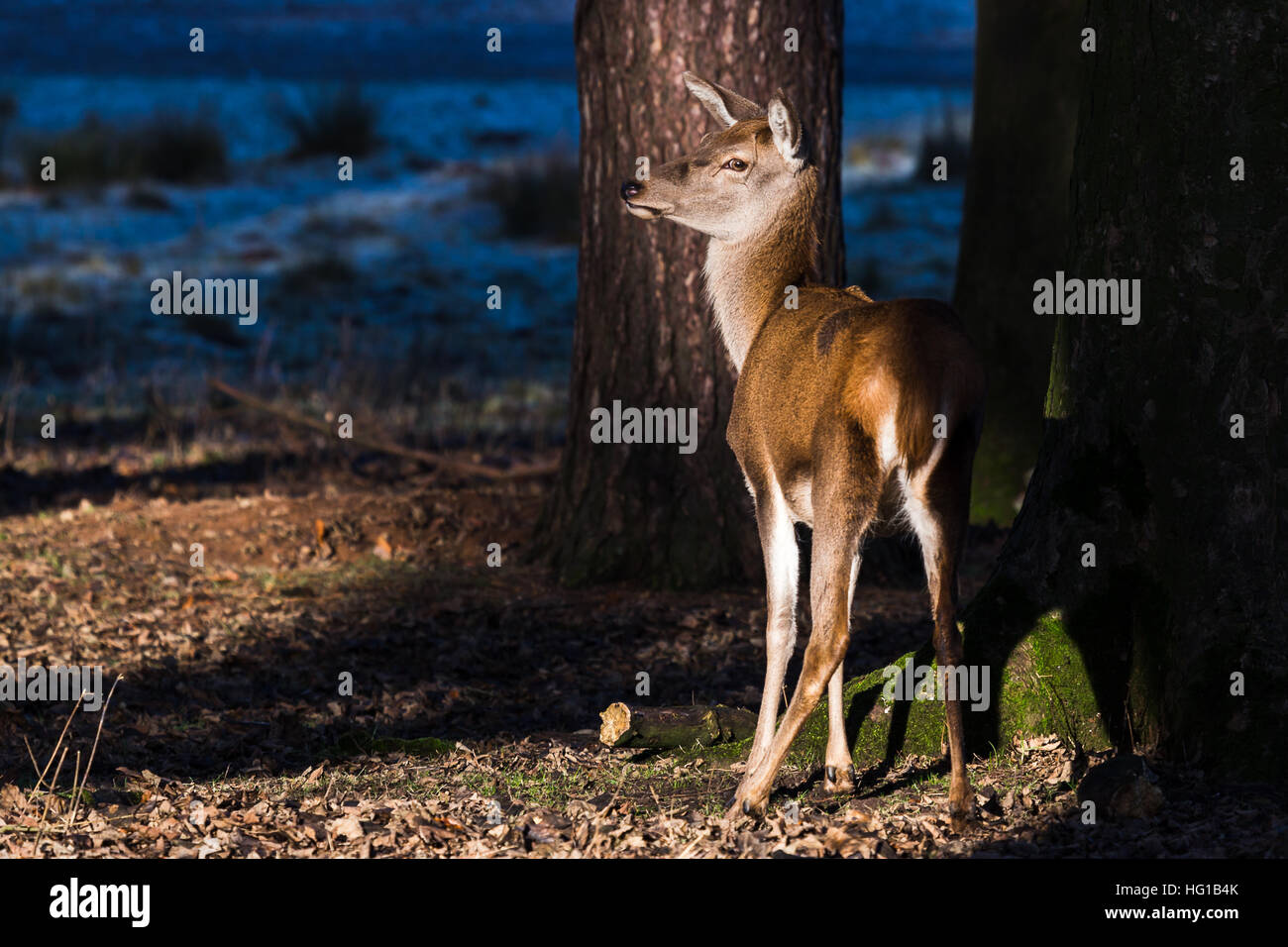 Tatton park cheshire hi-res stock photography and images - Alamy
