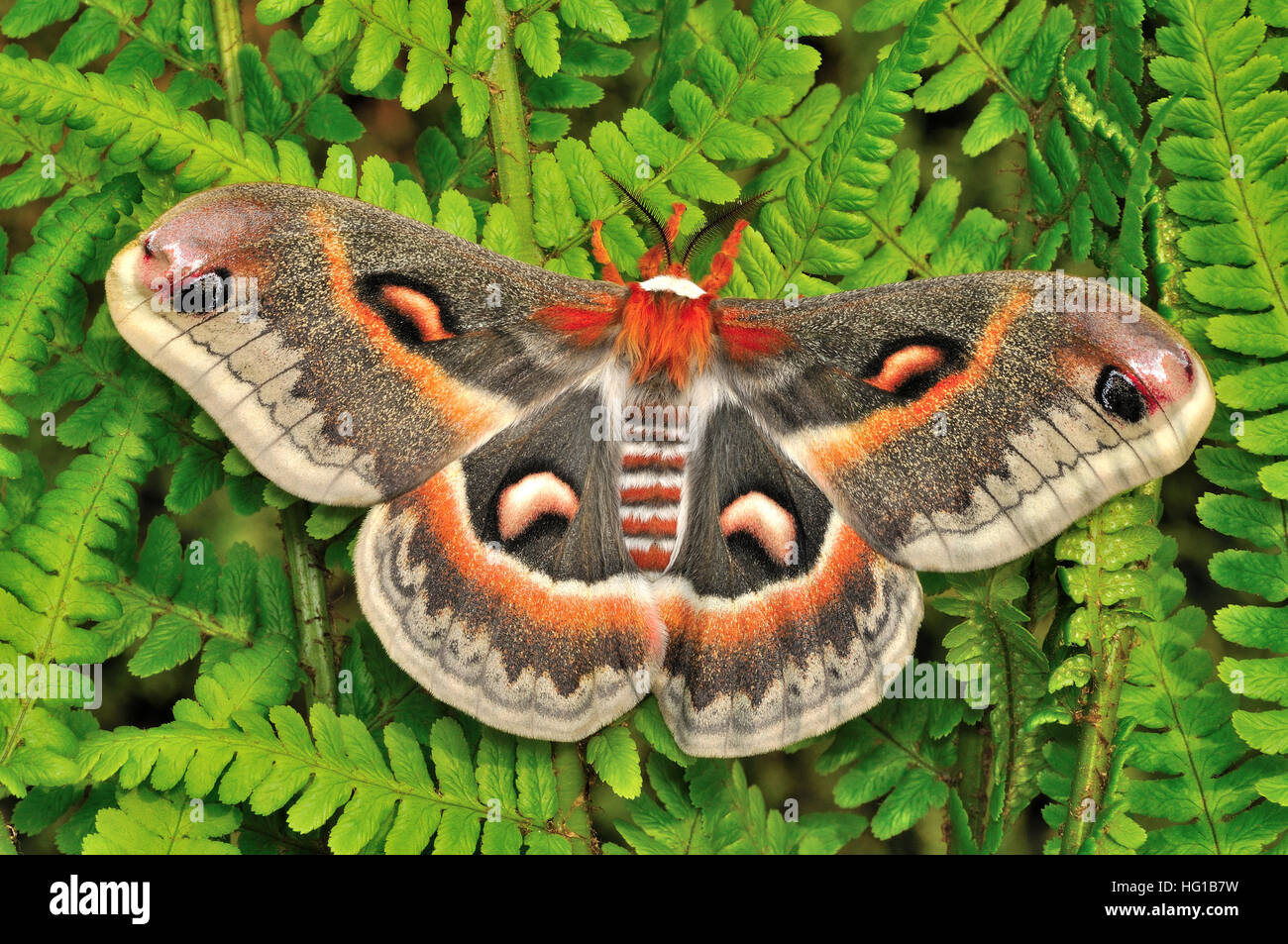Robin Moth Hyalophora cecropia Stock Photo - Alamy