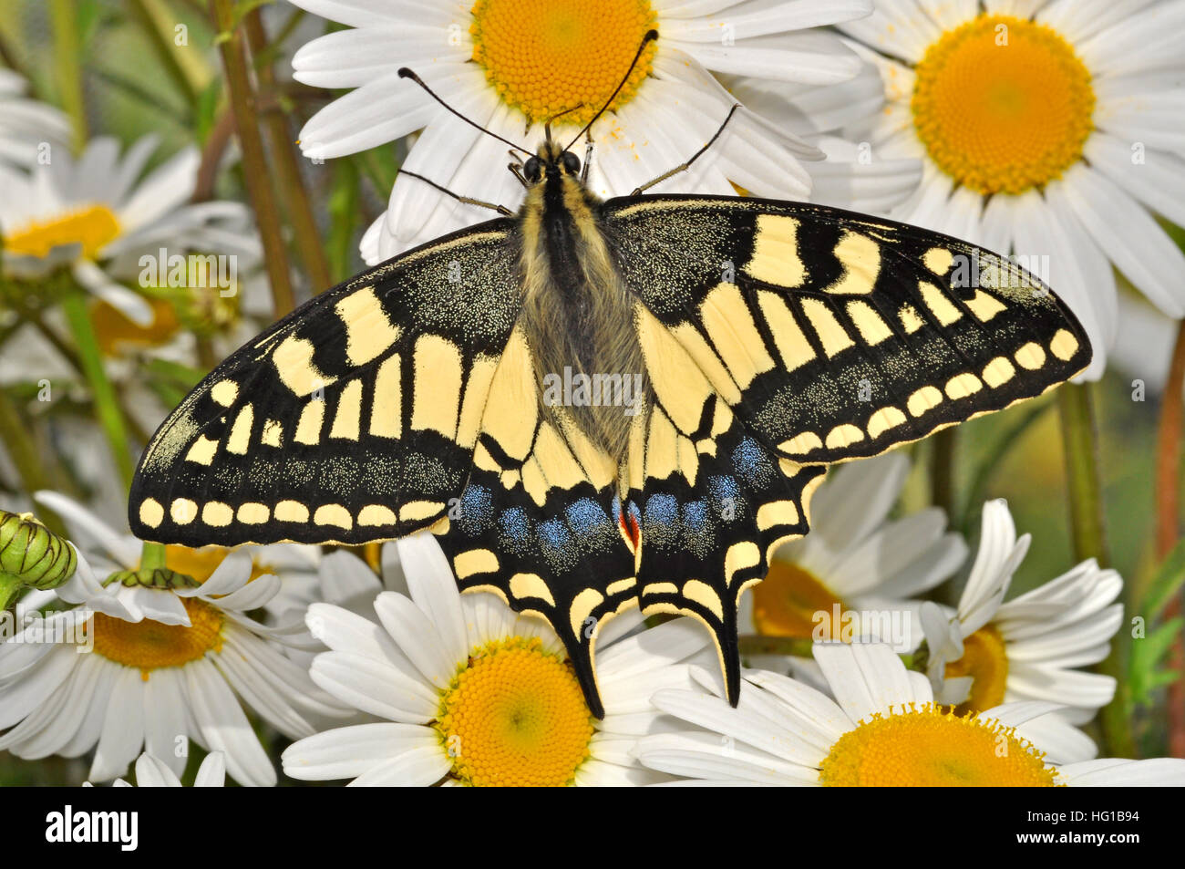 English butterfly hi-res stock photography and images - Alamy