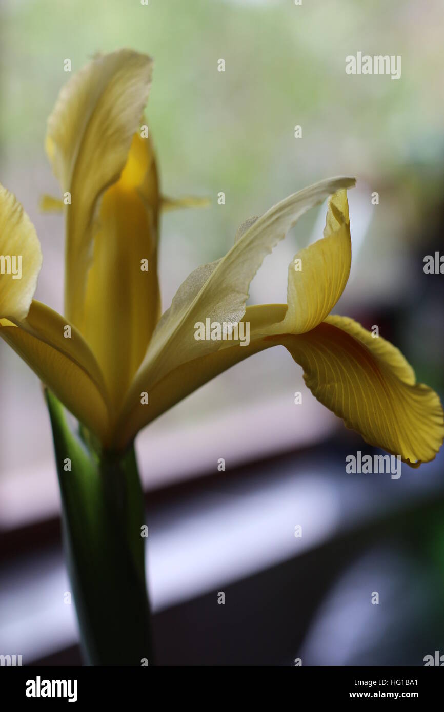 Beautiful freshly cut yellow Dutch Iris. Known in South Africa as a ...