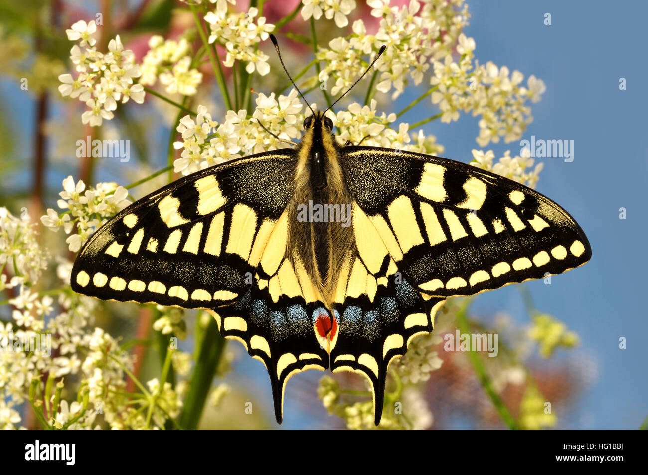 English Swallowtail Butterfly (Papilio machaon britannicus Stock Photo ...