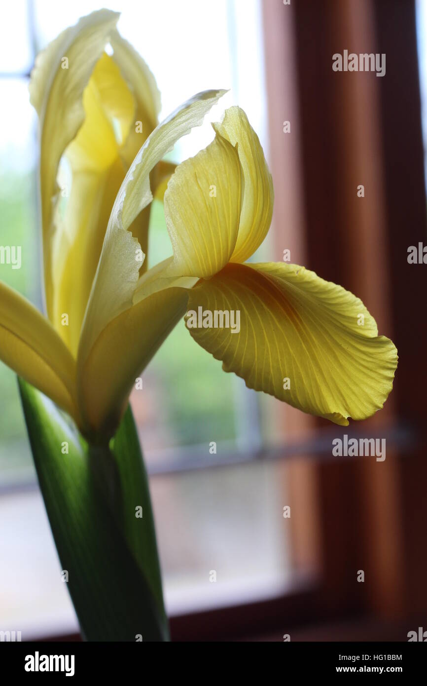 Beautiful freshly cut yellow Dutch Iris. Known in South Africa as a ...