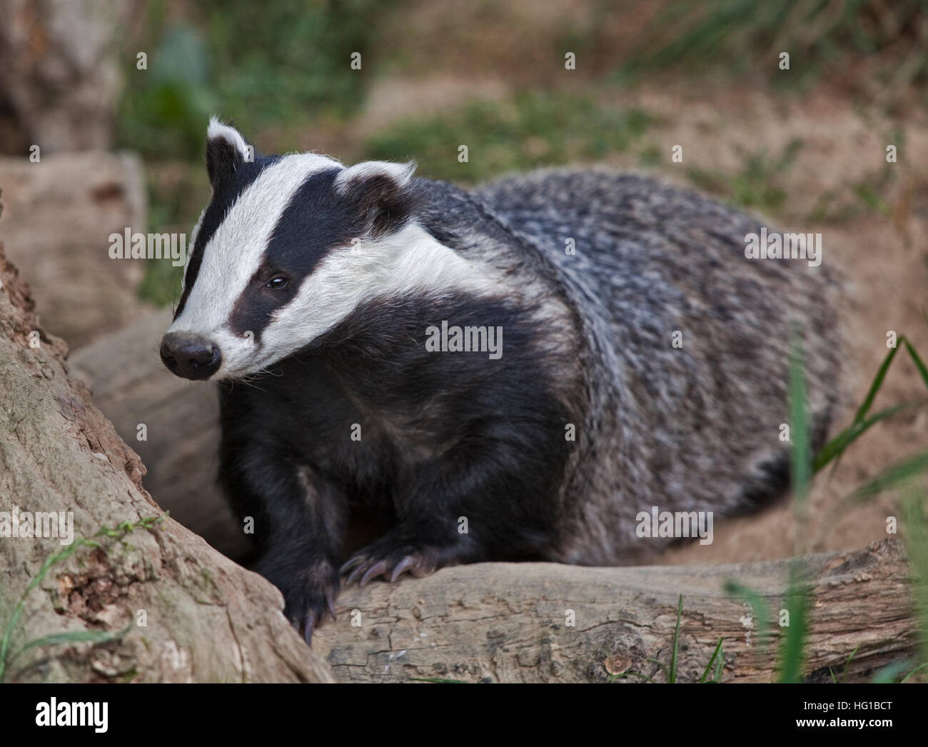 European Badger (meles meles), UK Stock Photo - Alamy