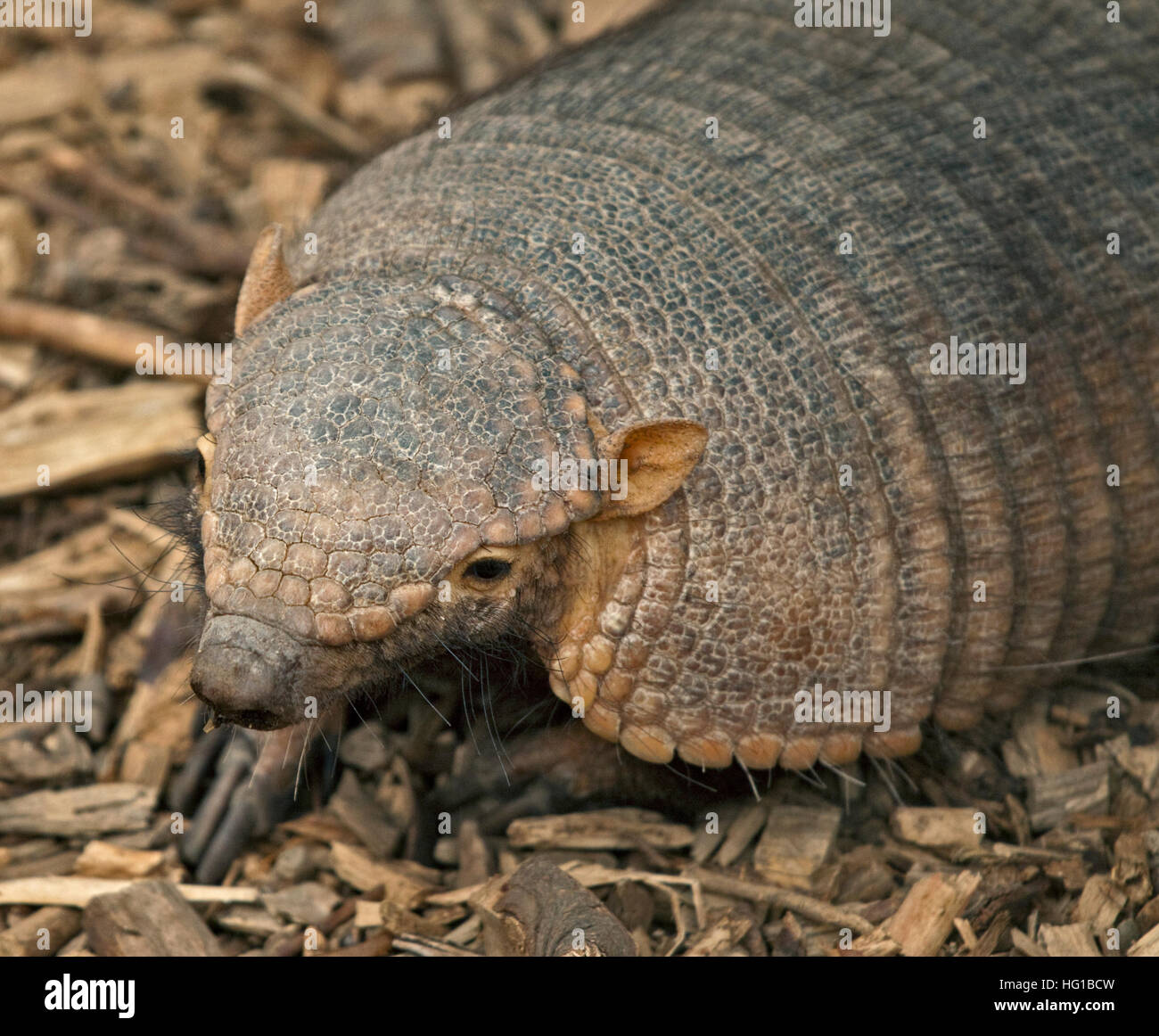 Large Hairy Armadillo (chaetophractus villosus Stock Photo - Alamy