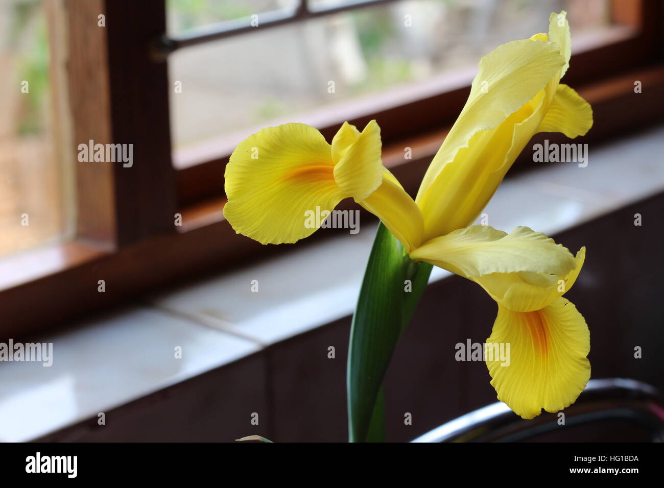 Beautiful freshly cut yellow Dutch Iris. Known in South Africa as a ...