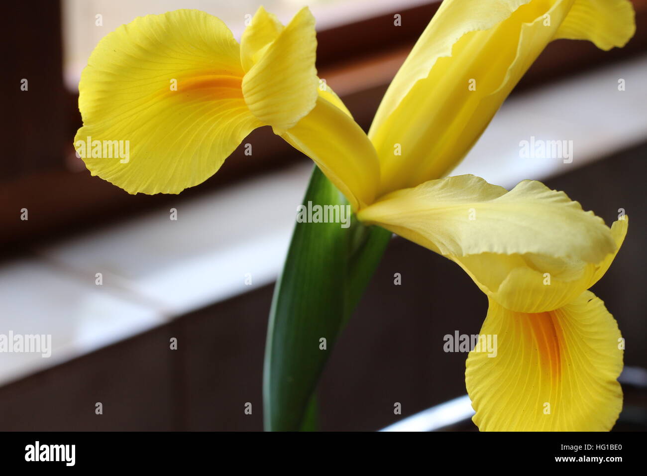 Beautiful freshly cut yellow Dutch Iris. Known in South Africa as a ...