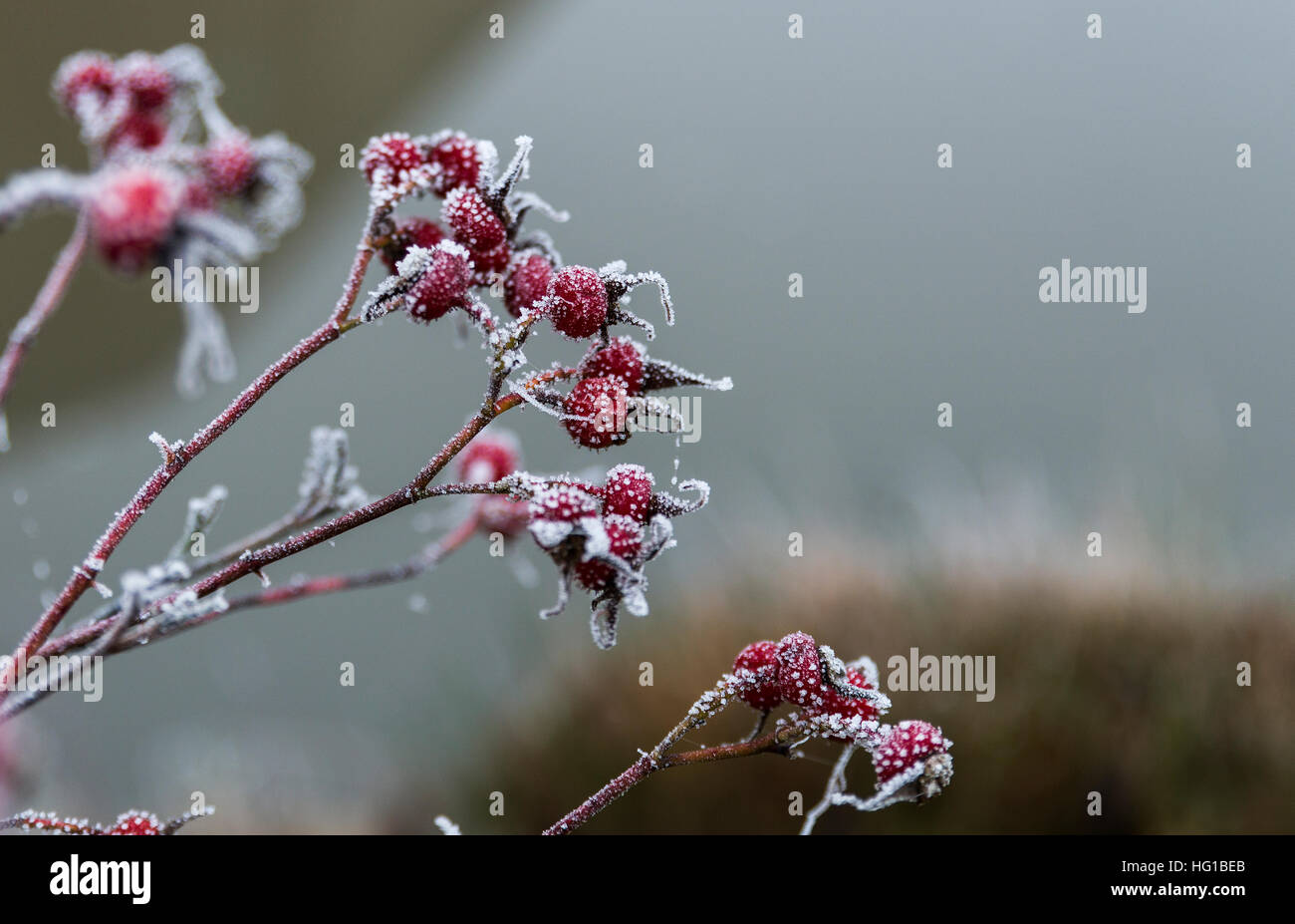 Detail Ice Crystals In Red High Resolution Stock Photography and Images ...