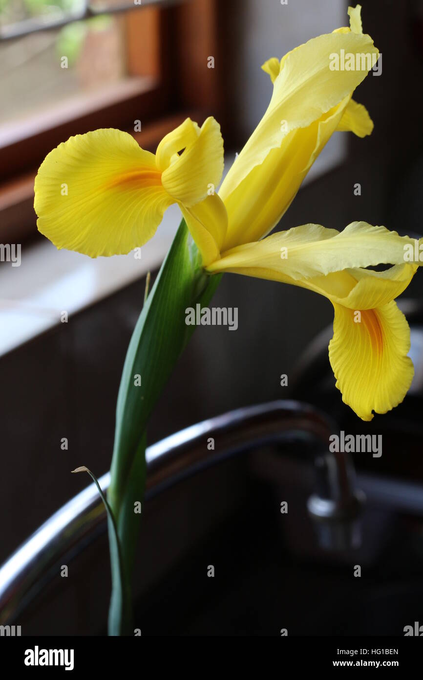 Beautiful freshly cut yellow Dutch Iris. Known in South Africa as a ...