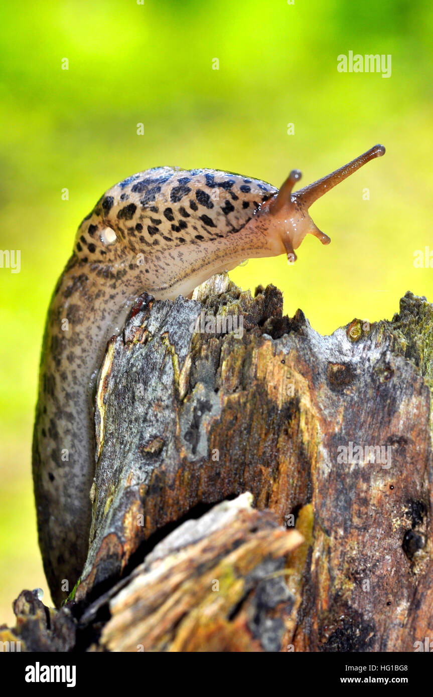 Leopard great grey slug hi-res stock photography and images - Alamy