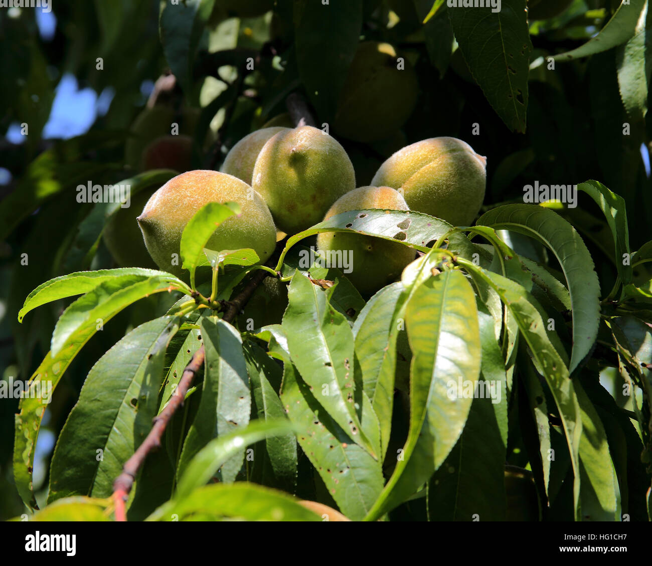 Green peaches hanging on the branch with green leaves in a garden Stock ...