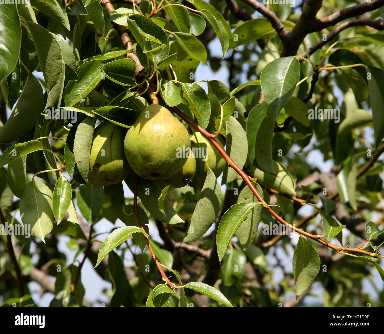 Pear leaves and fruit hi-res stock photography and images - Alamy