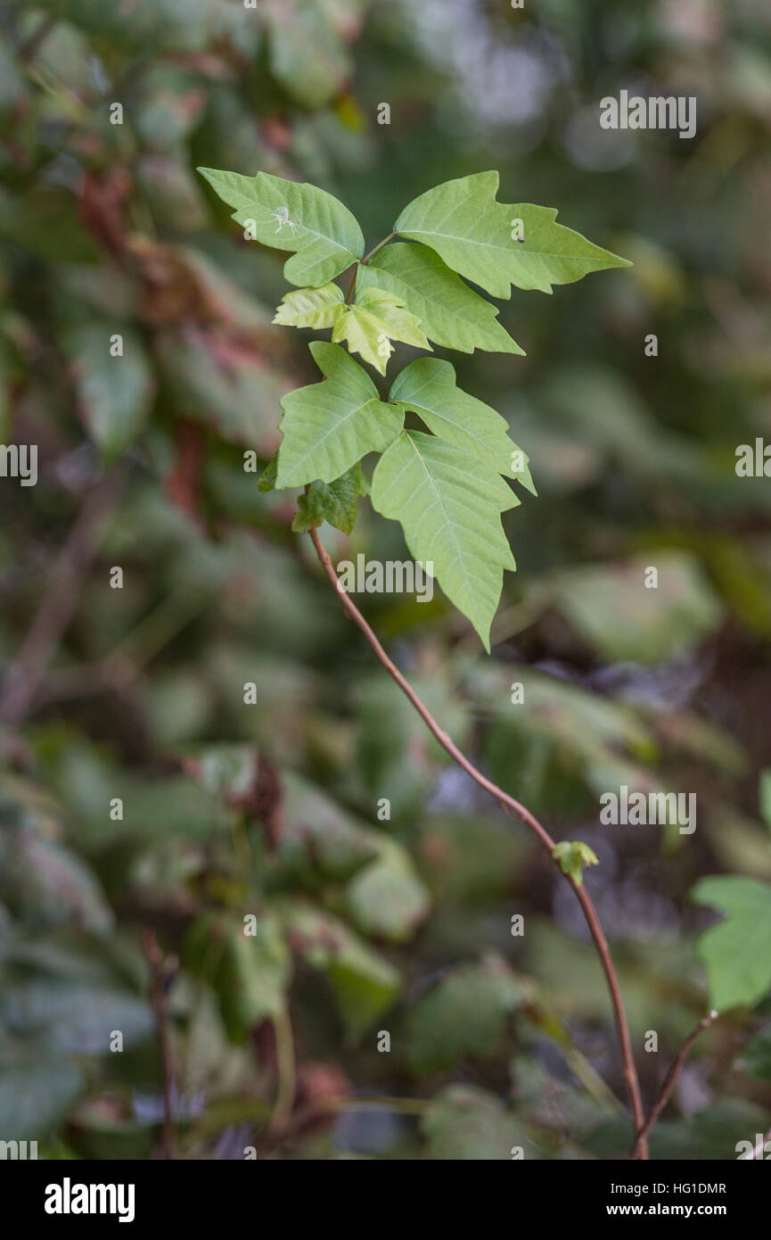 Eastern poison ivy hi-res stock photography and images - Alamy