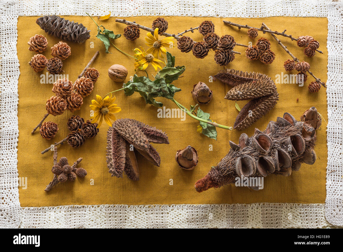 Various kinds of cones from all over the world on a beige cloth Stock ...