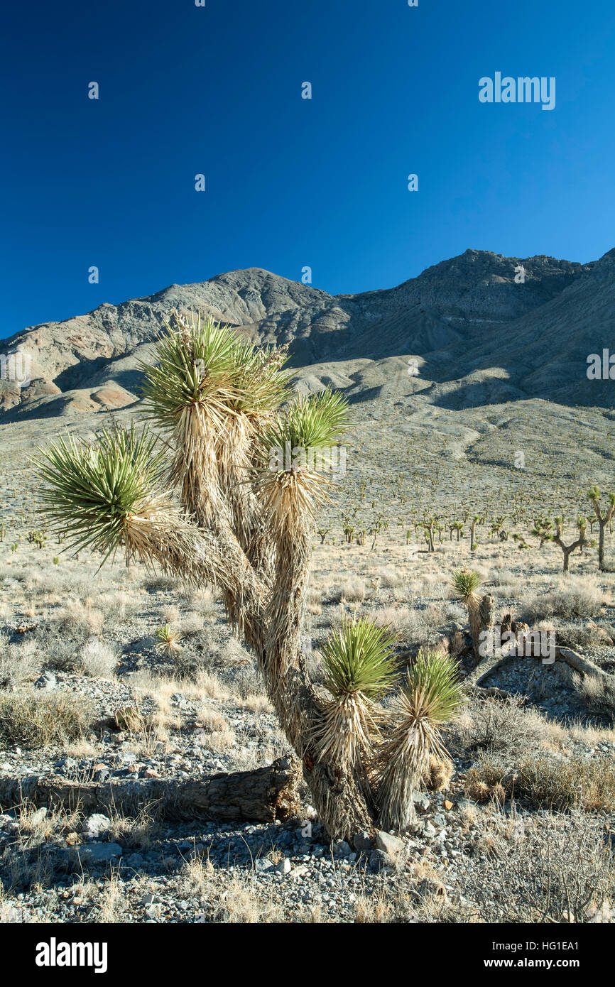 Joshua trees (Yucca brevifolia) and mountains, Death Valley National ...