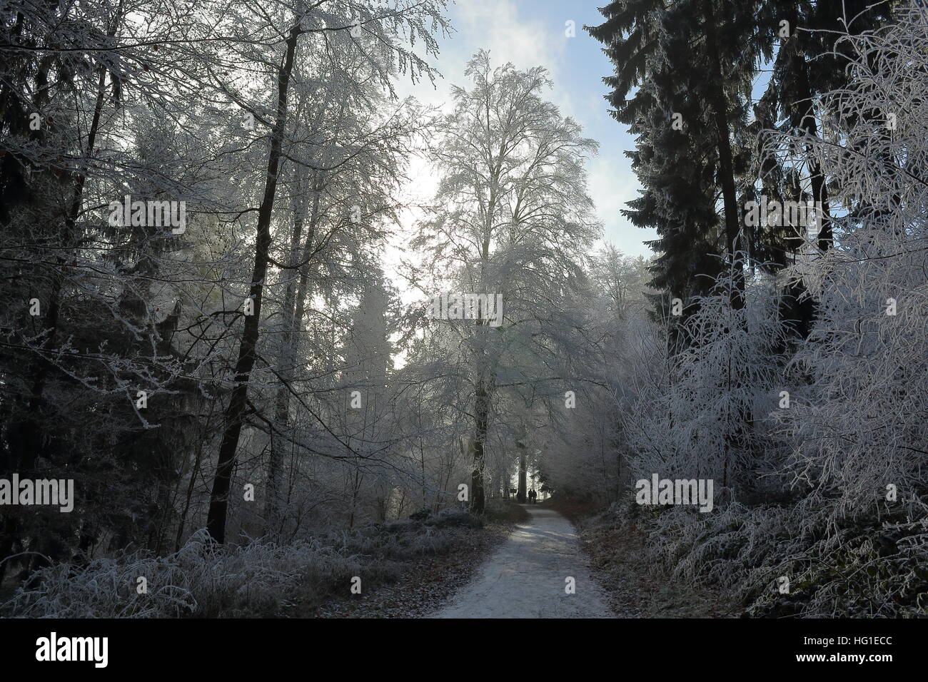 A snowy way in the woods Stock Photo - Alamy