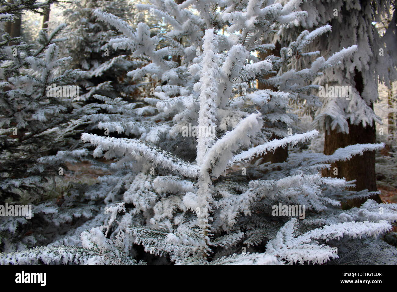 A frosted conifer in the wood Stock Photo - Alamy