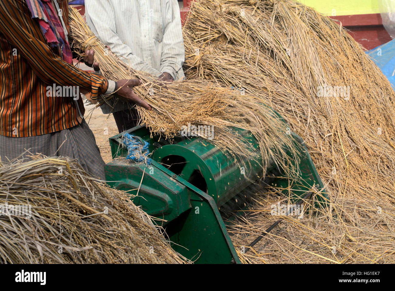 Kolkata, India. 01st Jan, 2017. Farmer busy collecting rice grain in a ...