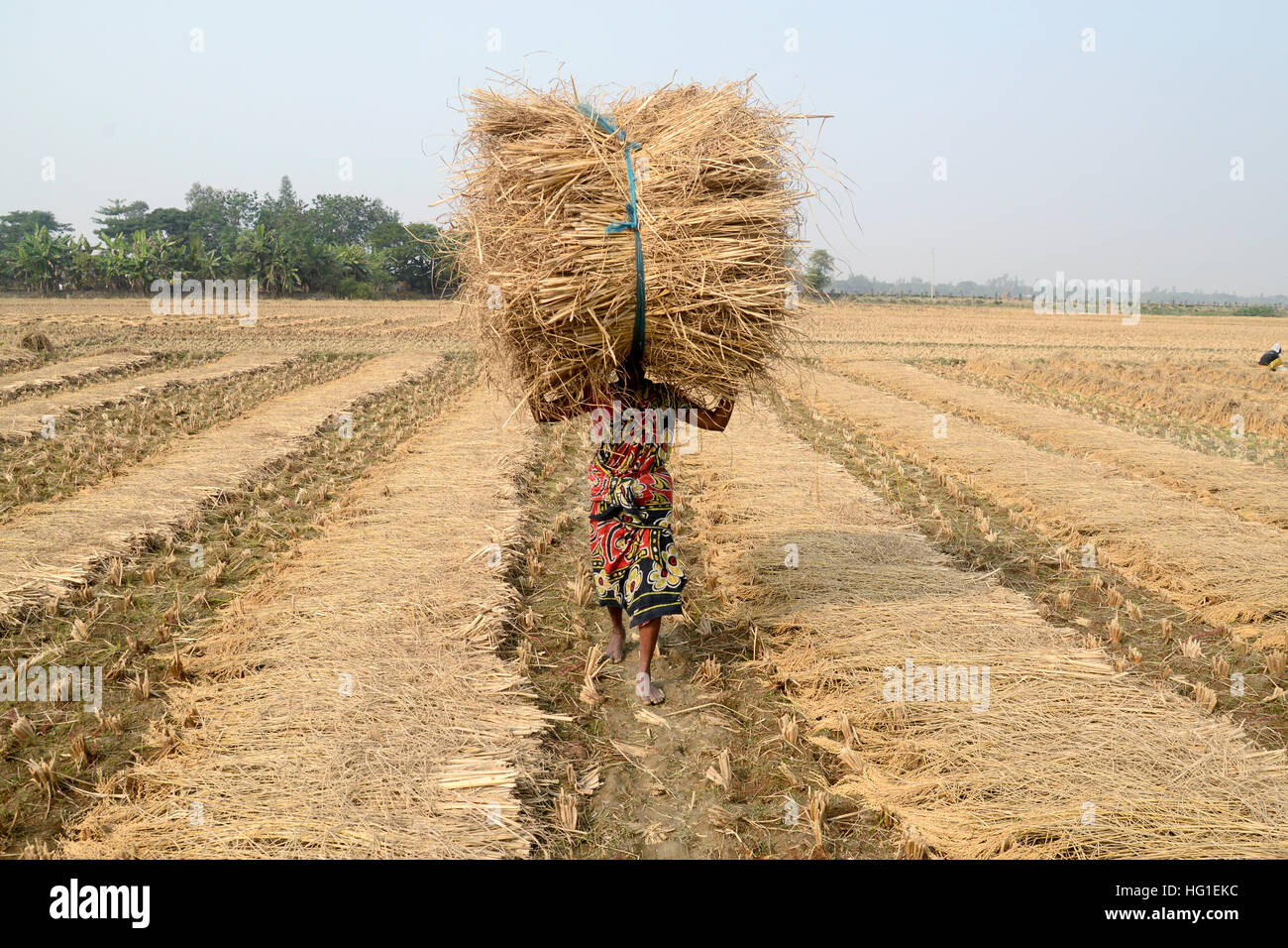 Ganges delta farm hi-res stock photography and images - Alamy