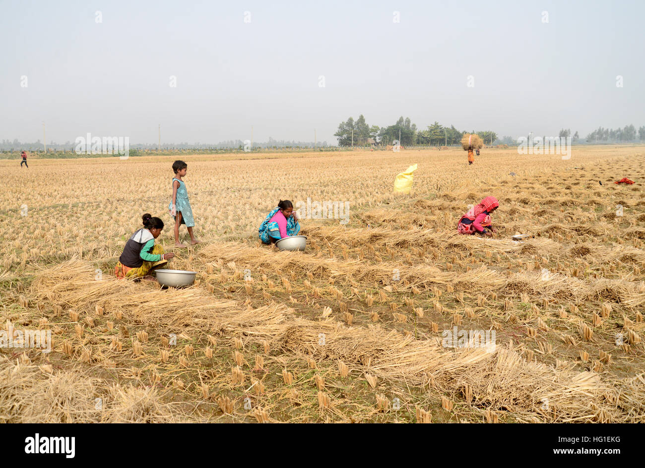Ganges delta farm hi-res stock photography and images - Alamy