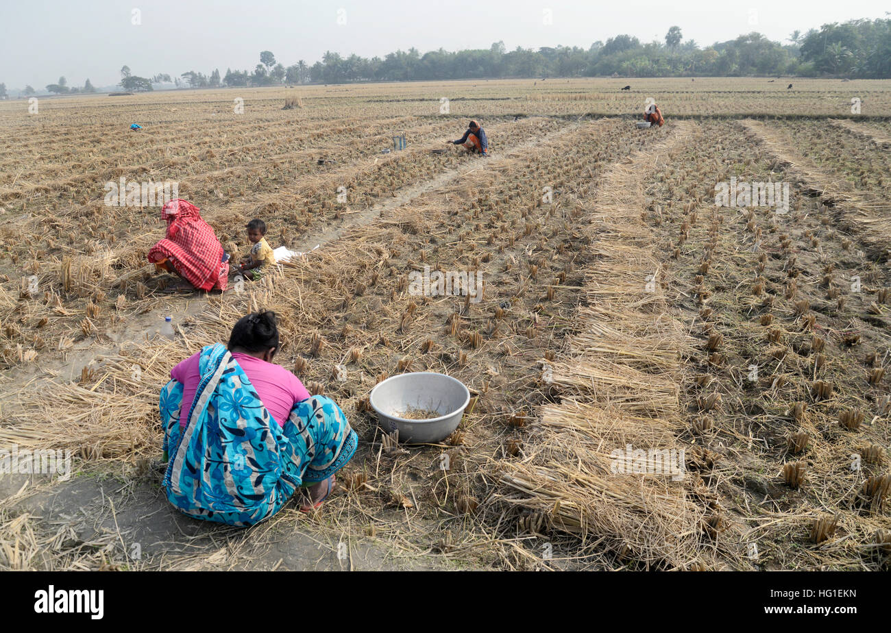 Ganges delta farm hi-res stock photography and images - Alamy