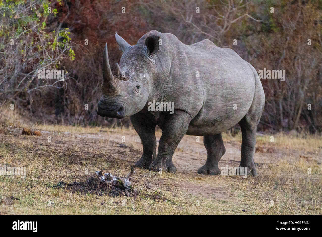 White Rhino standing in the African bush Stock Photo - Alamy