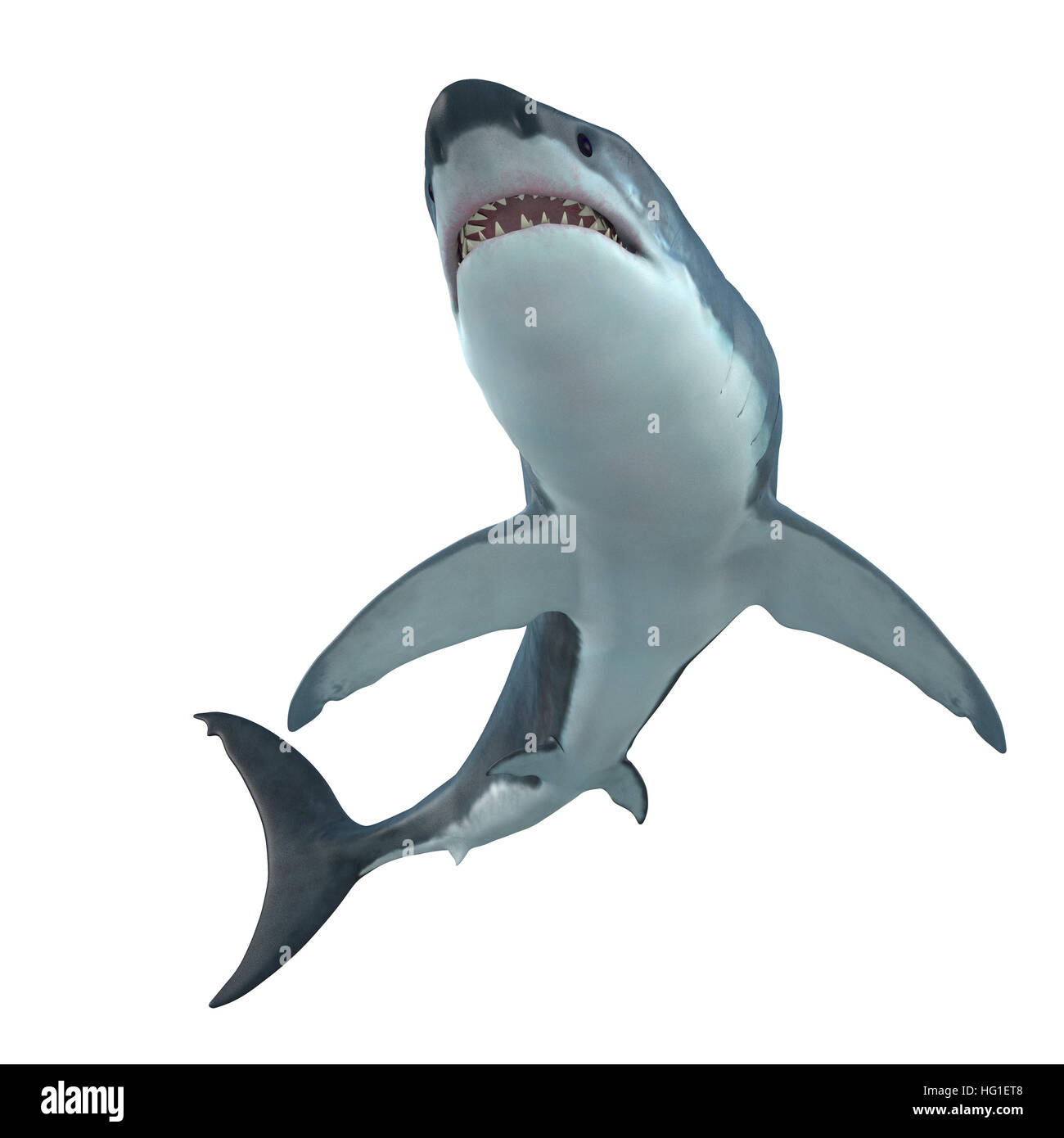 The Great White Shark is the largest predatory shark in the ocean and ...
