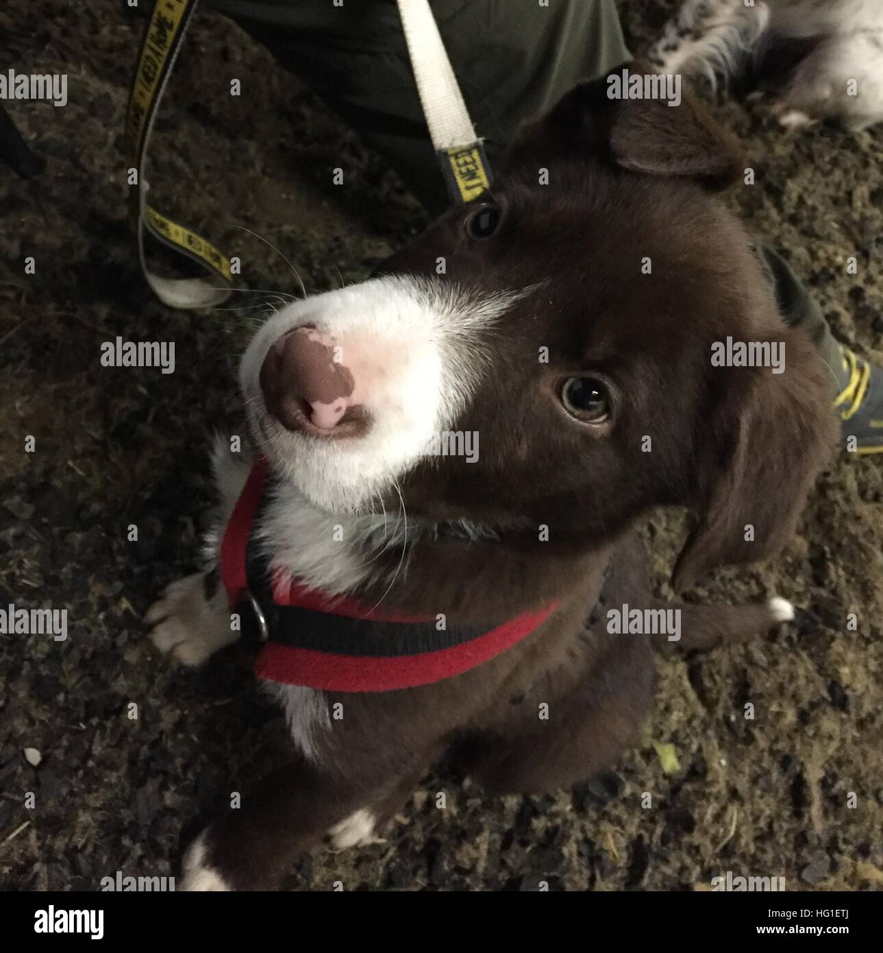 Cute red and white border collie puppy dog pet Stock Photo - Alamy