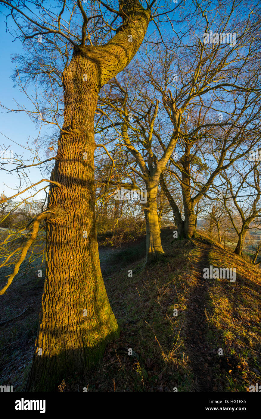 A path along the rampart of Caynham Camp Iron Age hill fort, near ...