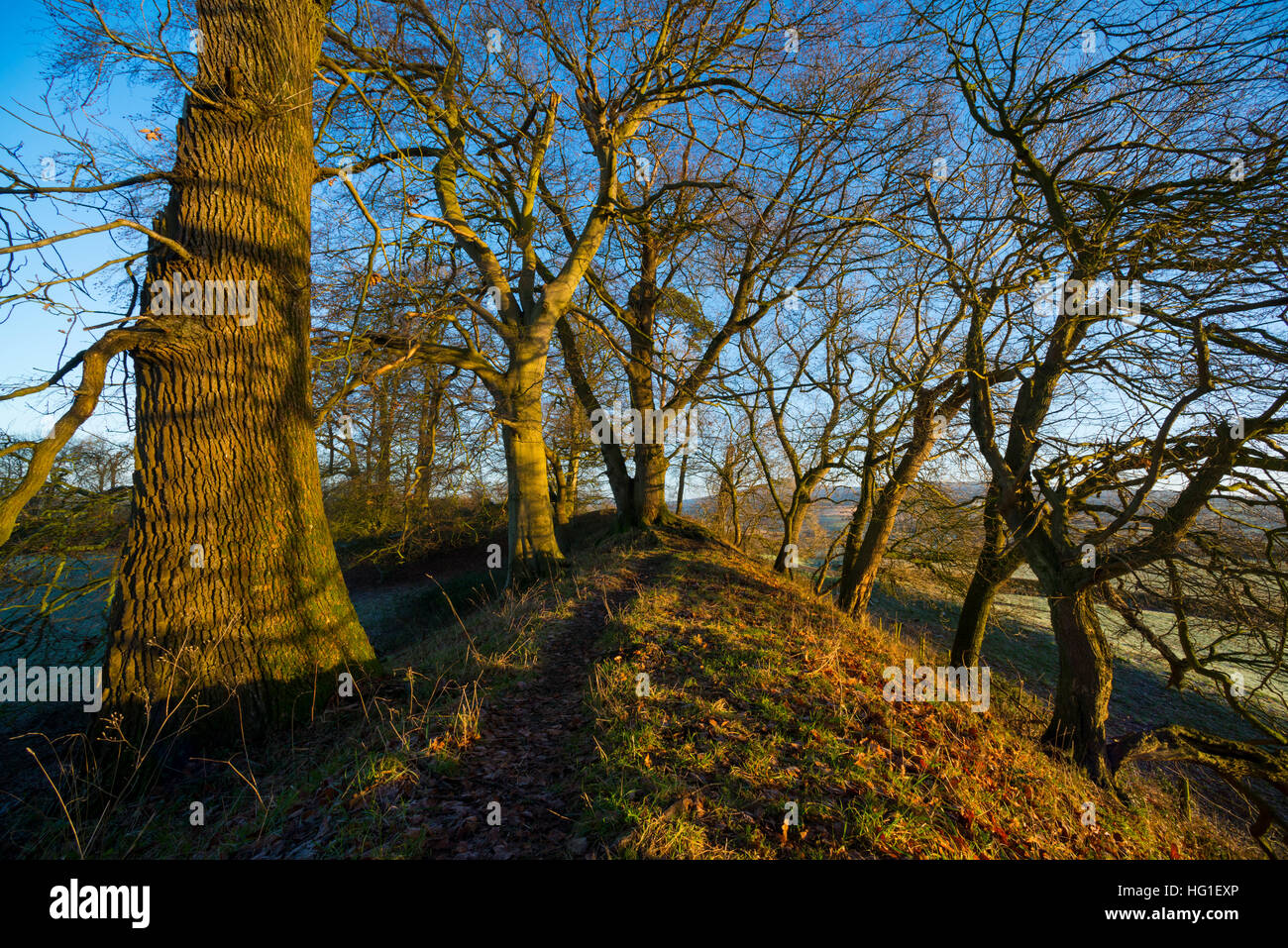 A path along the rampart of Caynham Camp Iron Age hill fort, near ...