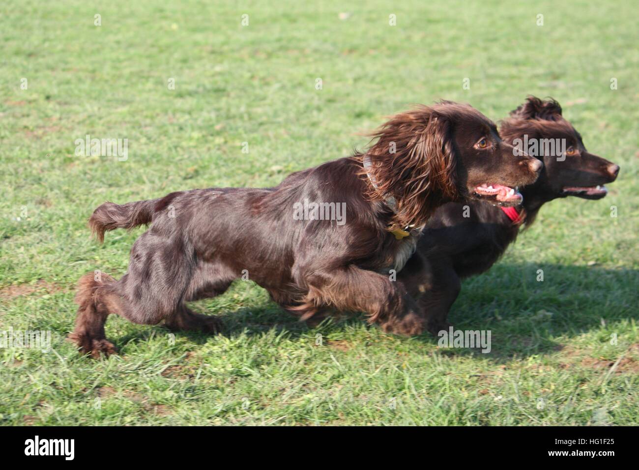 Handsome chocolate working type cocker spaniel puppy dog Stock Photo ...