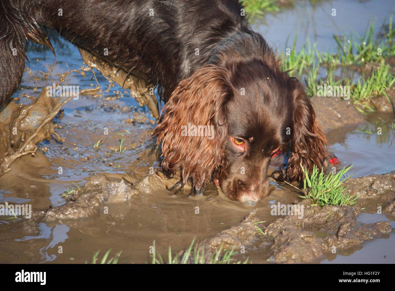 Handsome chocolate working type cocker spaniel puppy dog Stock Photo ...