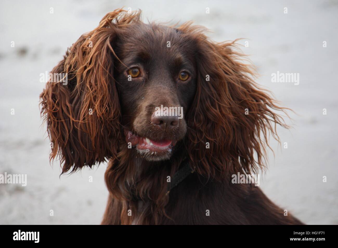 Handsome chocolate working type cocker spaniel puppy dog Stock Photo ...