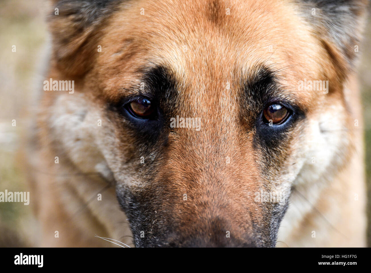 Can German Shepherds Have Colored Eyes