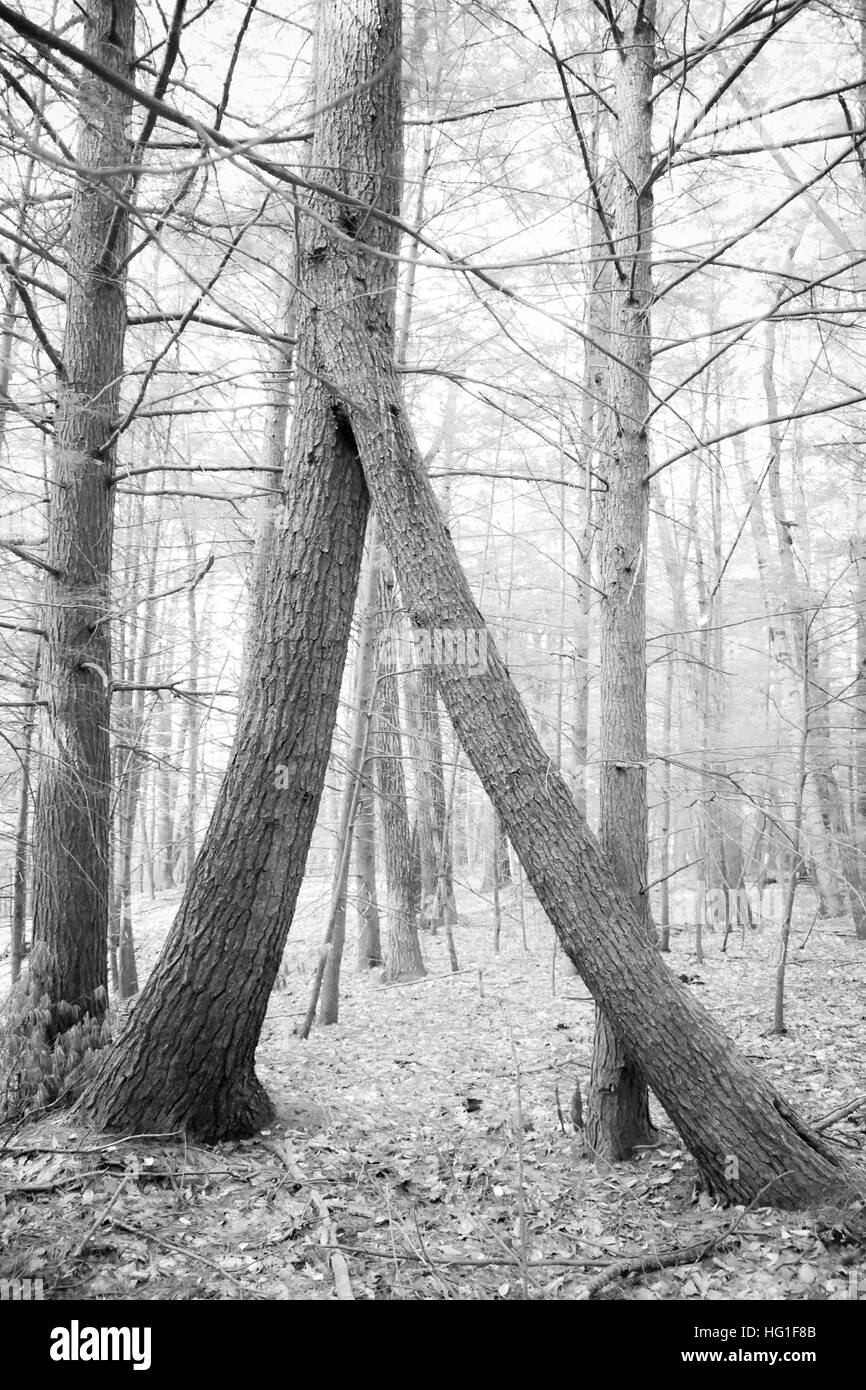 Grafted tree Black and White Stock Photos & Images - Alamy