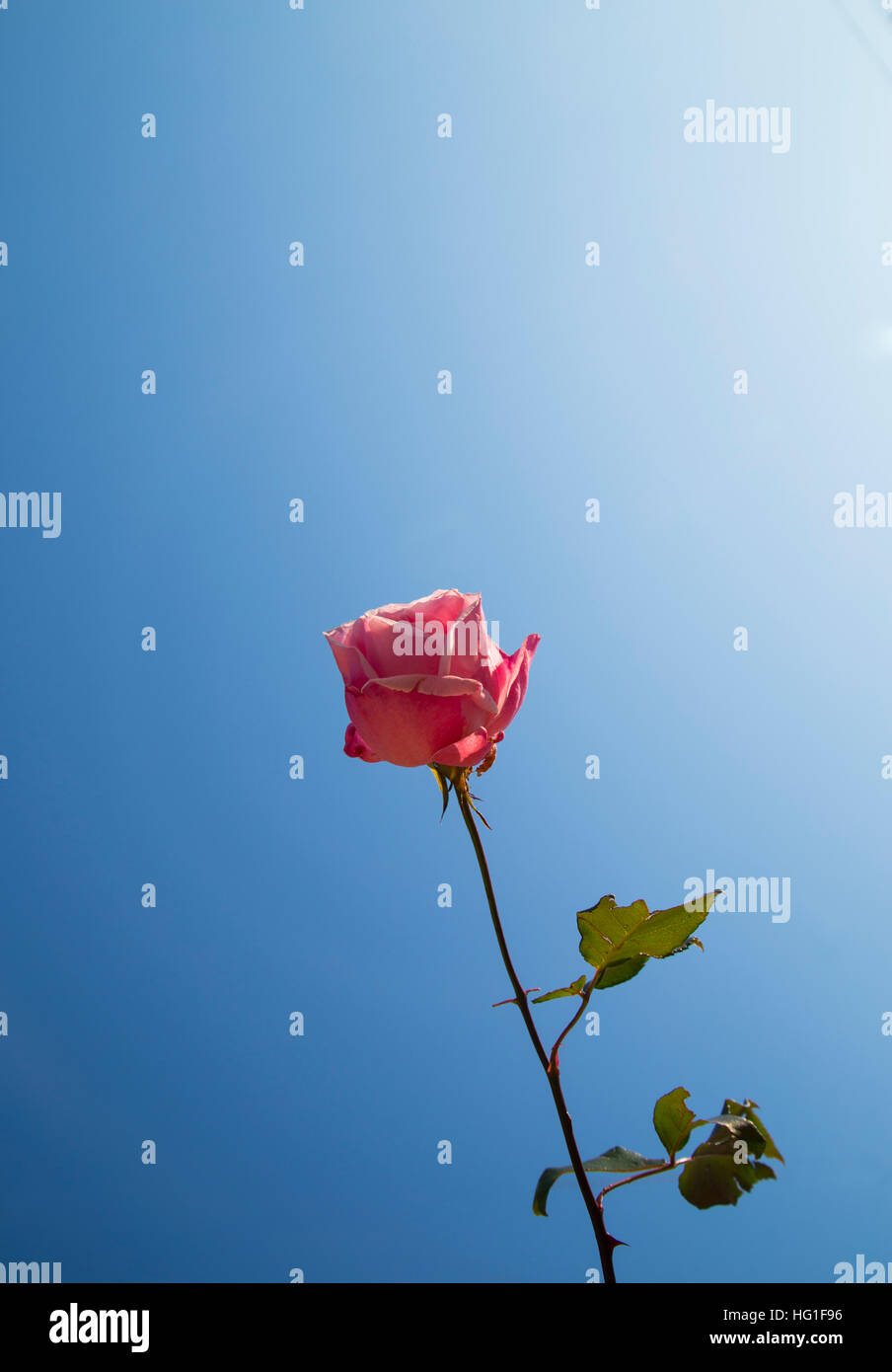 Sunny sky rose hi-res stock photography and images - Alamy