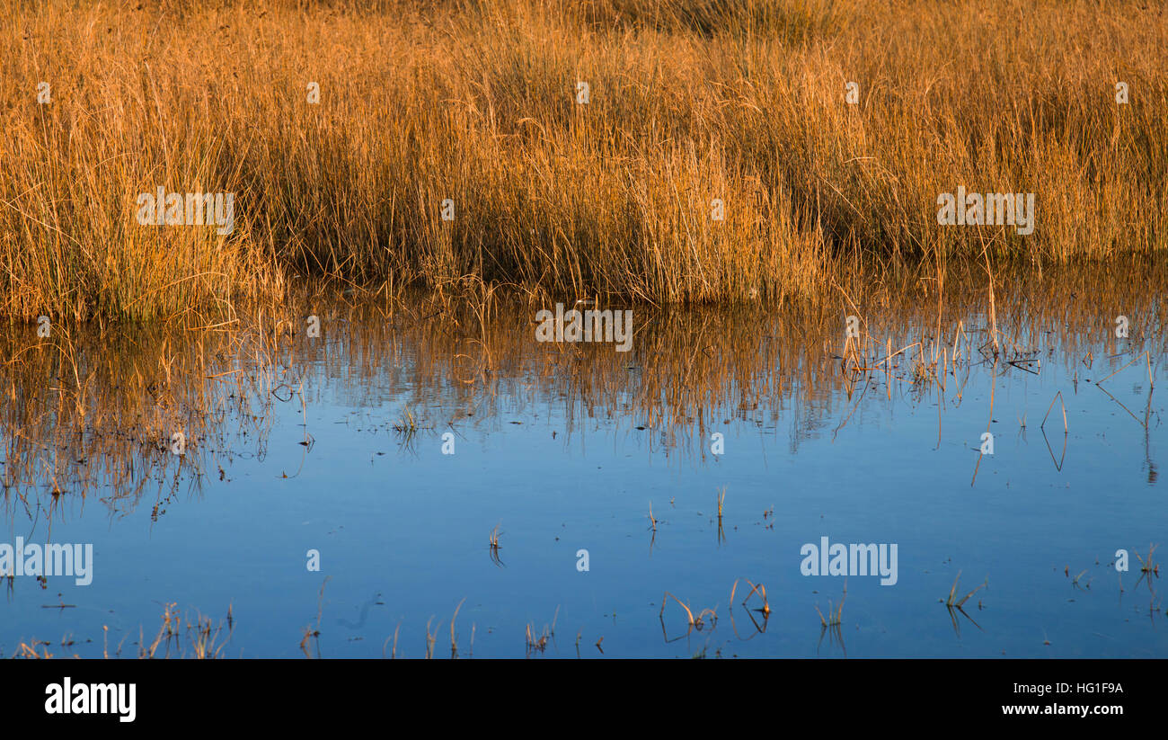 Beauty in the marsh hi-res stock photography and images - Alamy