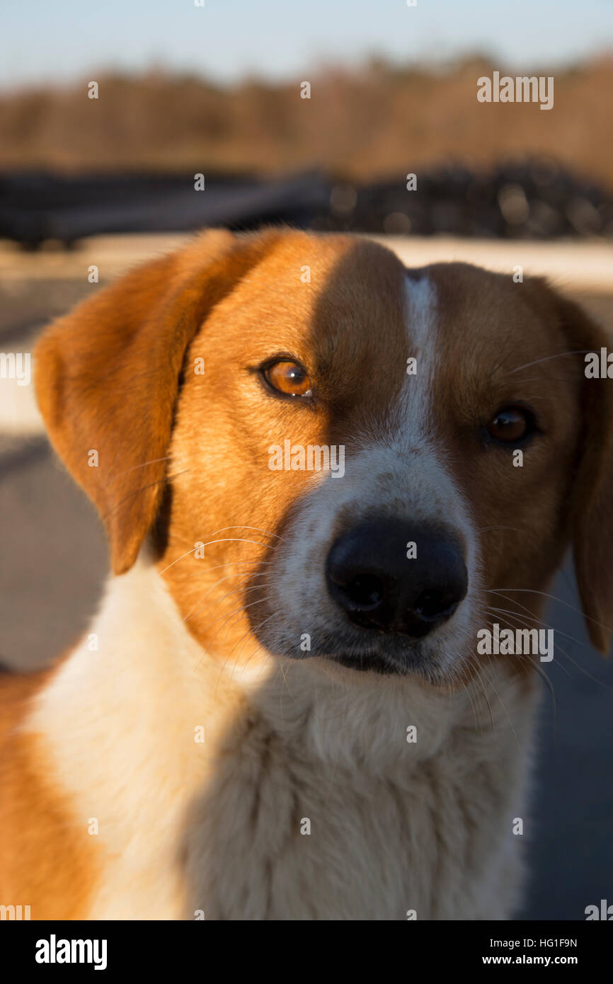Summer portrait of the dog Stock Photo - Alamy