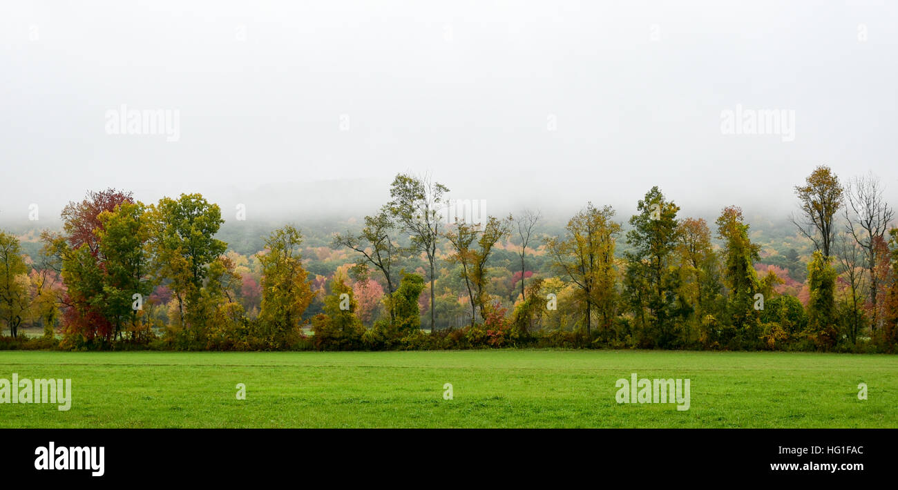 Lovely early fall landscape tree line with fog in background, greens ...