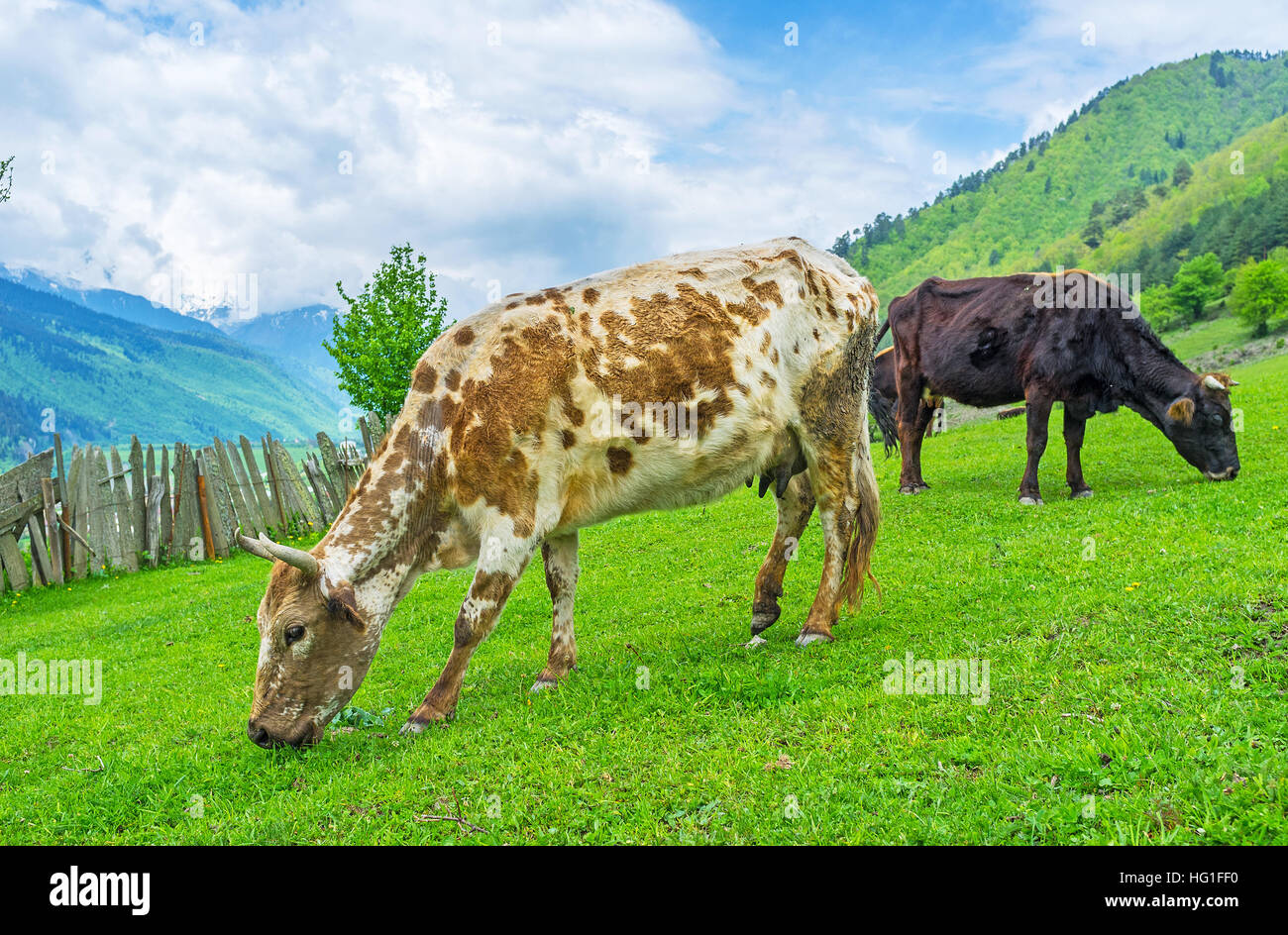 The cows are the basic agricultural animals in livestock of Upper ...