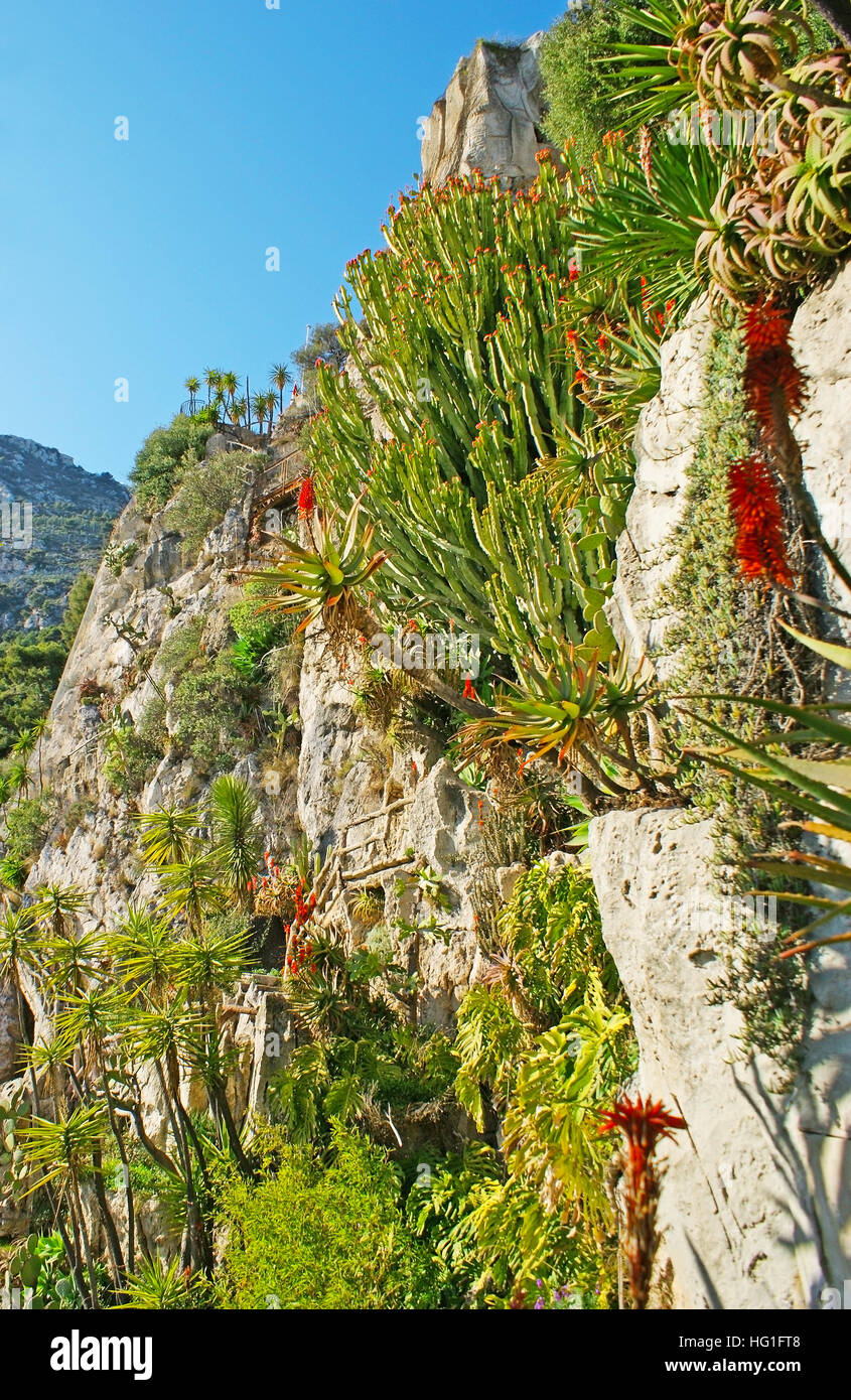 The rocky slope covered by green cactuses and other succulents in ...