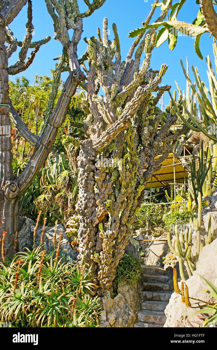 The tiny steps on the narrow cactus alley in Jardin Exotique botanical ...